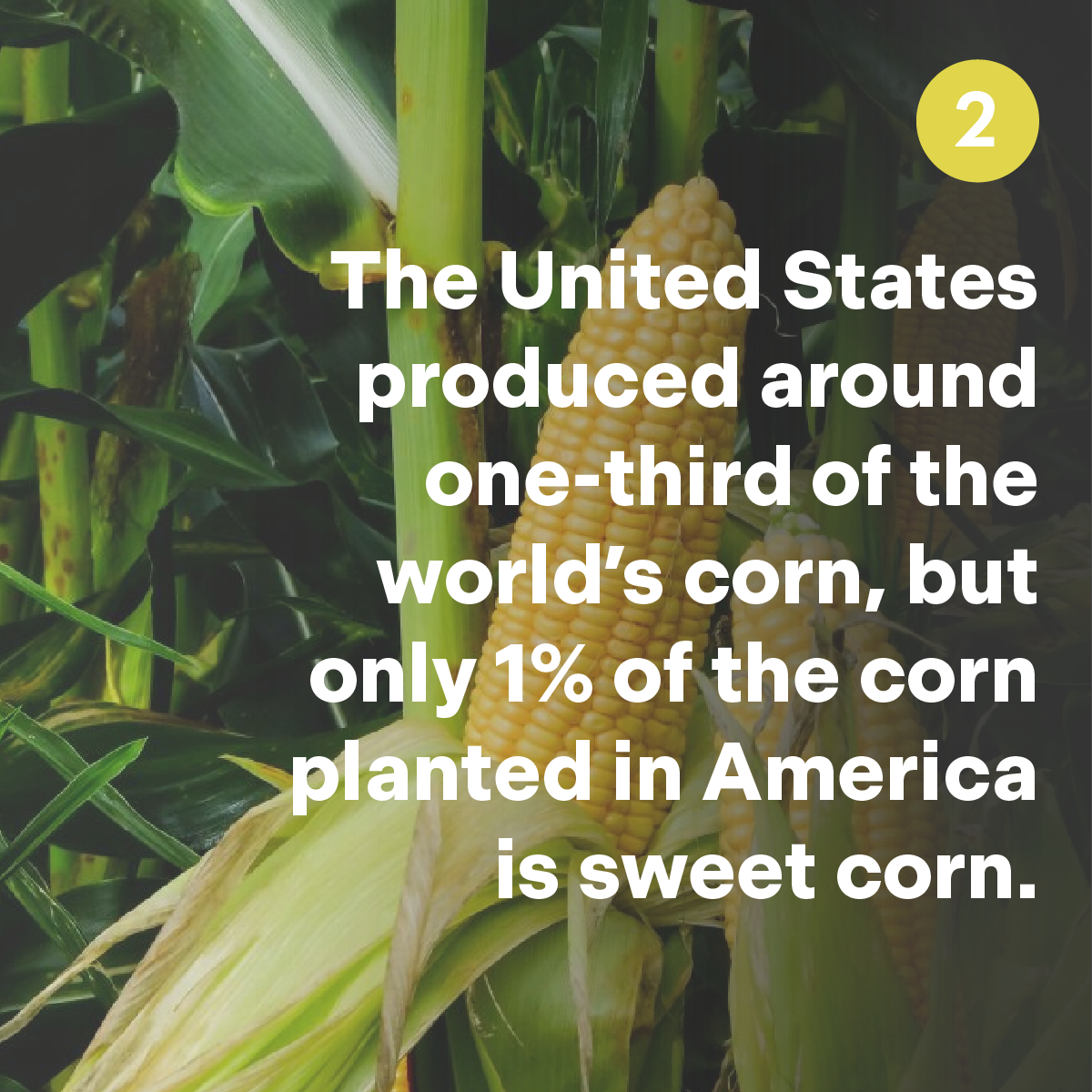 Illinois Sweet Corn Appreciation Day! - Mike Coffey